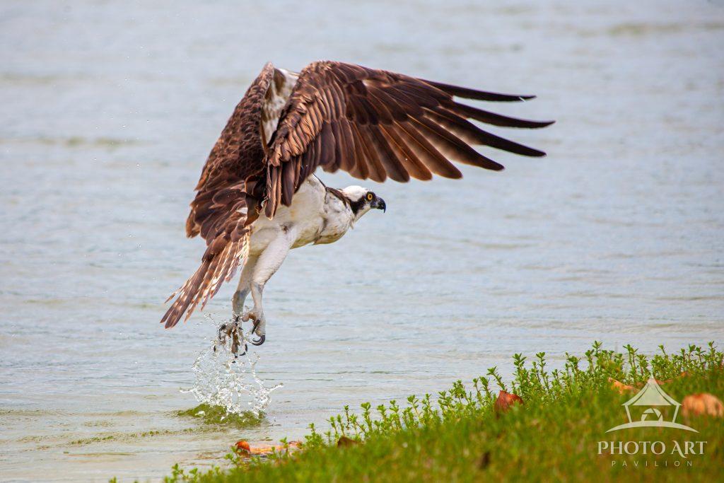 Osprey taking flight Photo Art Pavilion